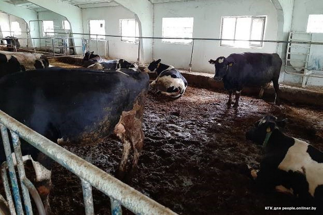 Cows in jail: how Lukashenka destroys farm animals – OUR HOUSE